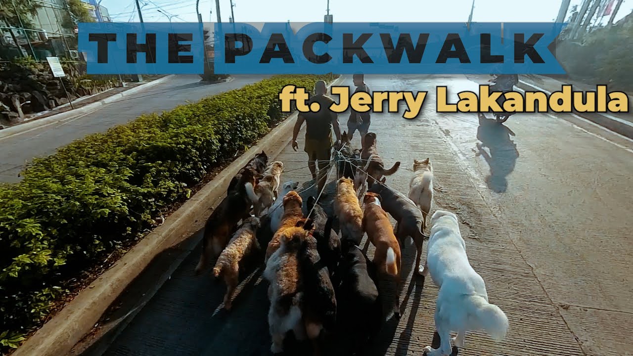 PART 1- THE ART OF PACK WALK BY JERRY LAKANDULA - YouTube