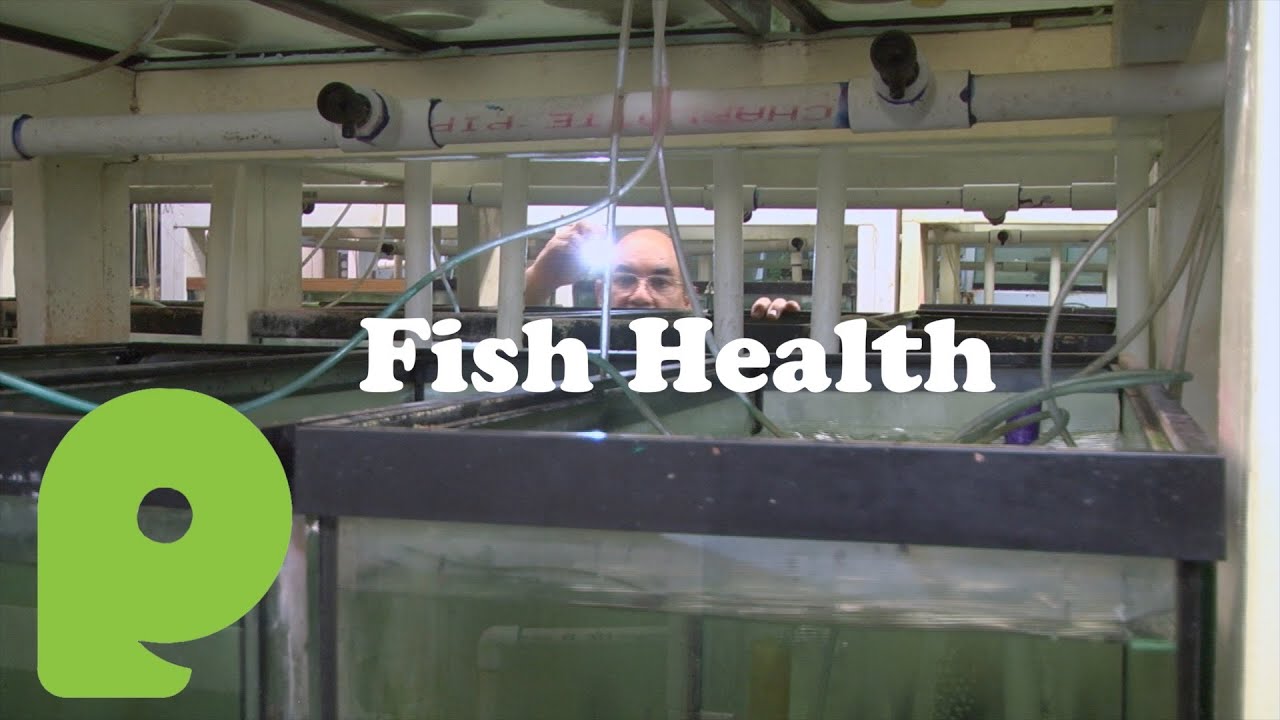 Preuss Pets: Antonio Comas, Fish Veterinarian - YouTube