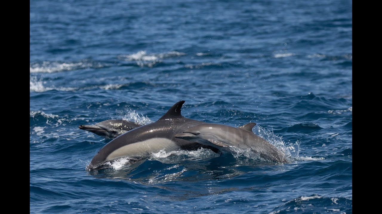 500 dolphin strong pod at my feet of the coast of Southern California ...
