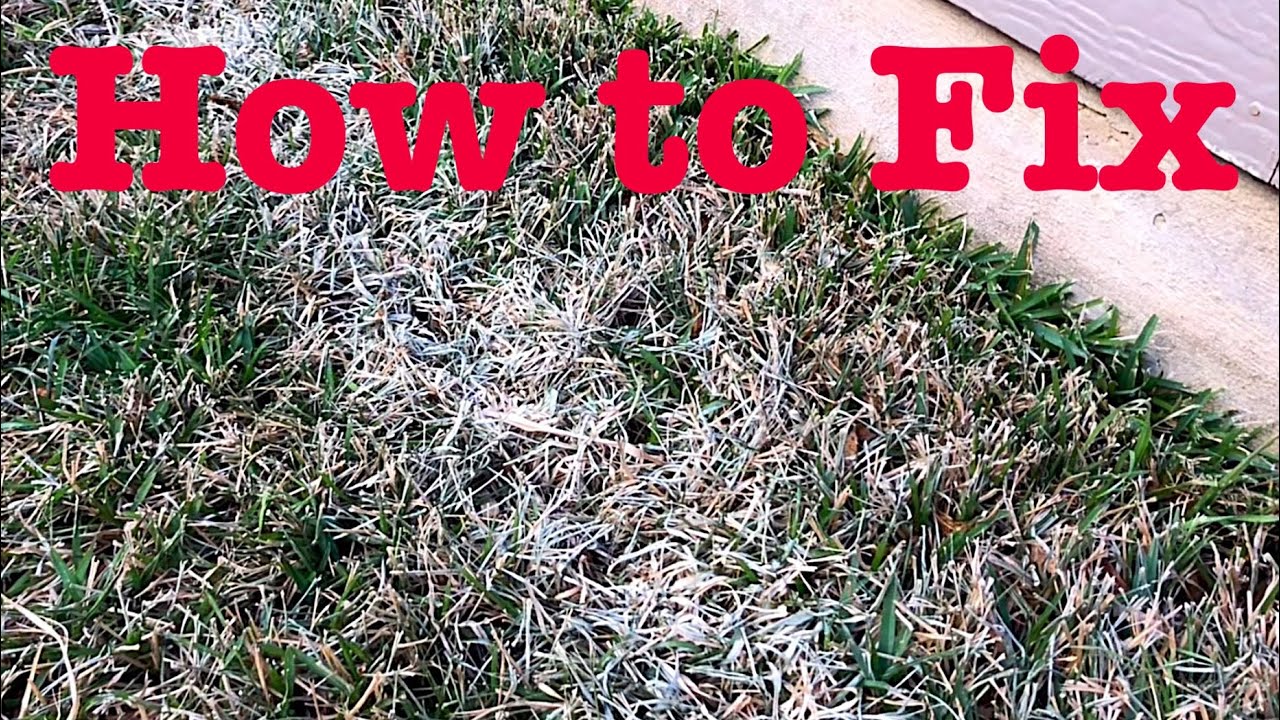 How to Fix St Augustine Grass Frost Damage - YouTube