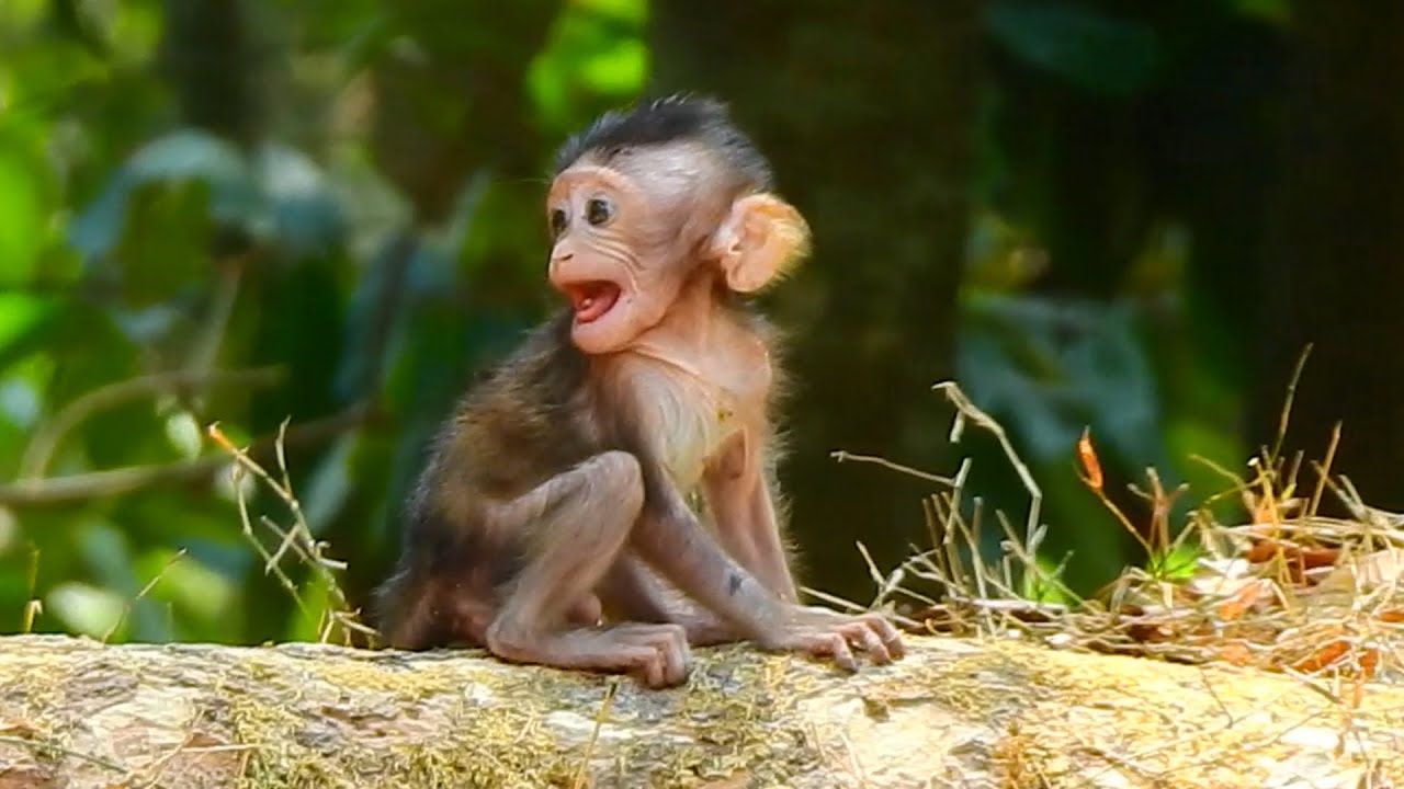 Baby monkey cry loud cos mom leave alone / Monkey Post - YouTube