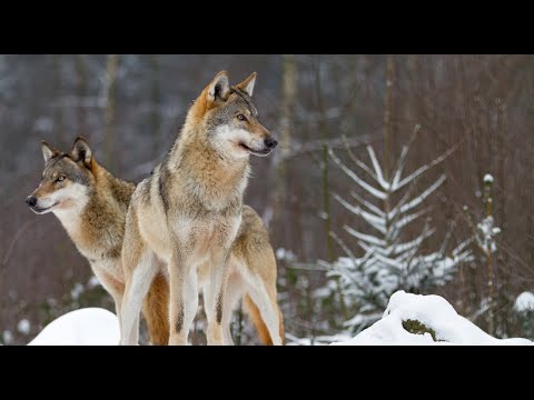 Daily Dose of Nature | Pack Mentality How Wolves Hunt - YouTube