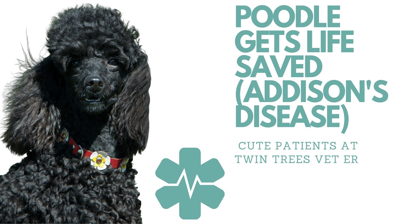 Poodle almost dies from Addison's Disease︱Cute Patients from Twin Trees ...