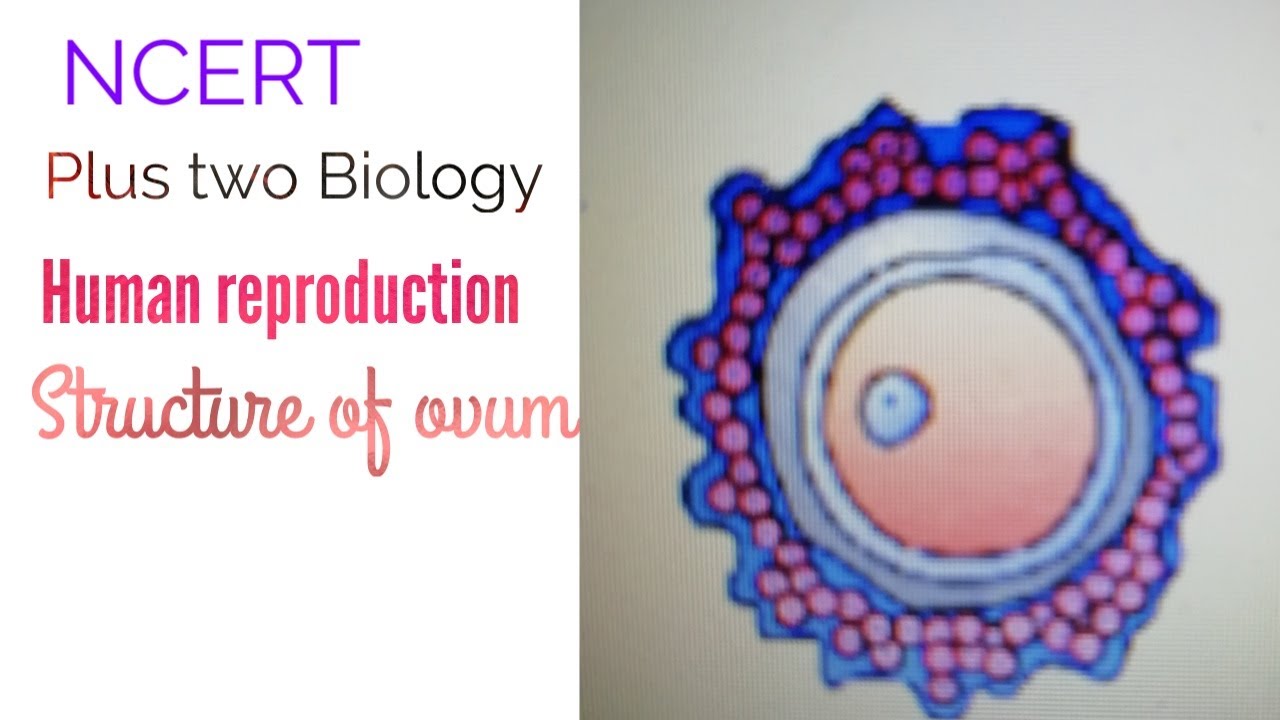 NCERT +2 Biology/NEET/Human reproduction, structure of ovum/Sunus Bios ...