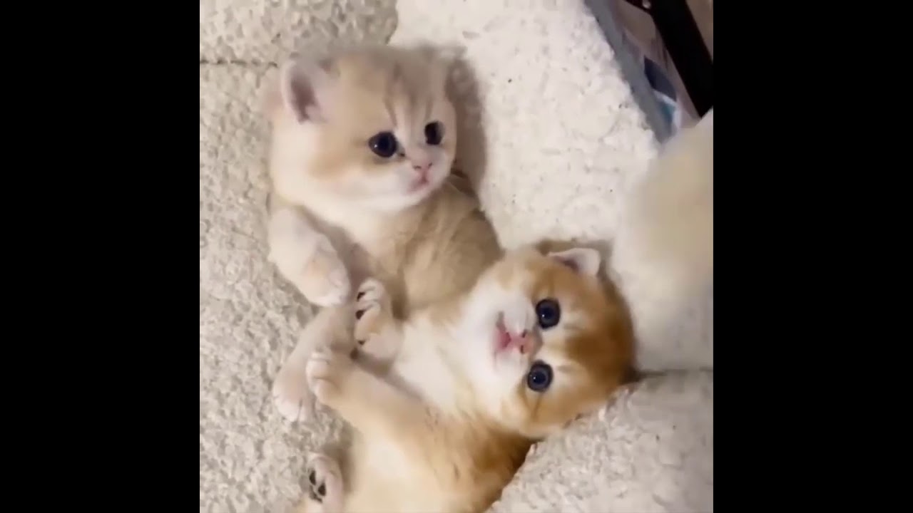 çok sevimli kediler- en tatlı yavru kedi videoları #13-happy animals ...