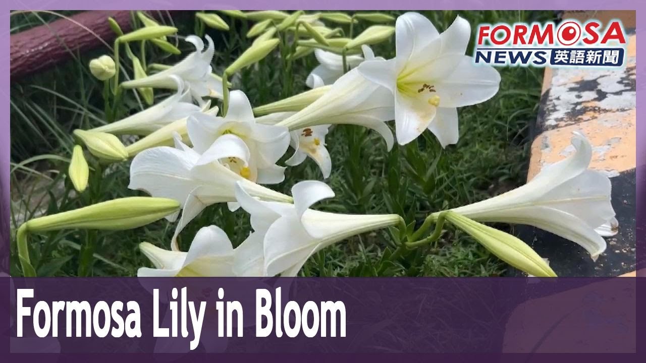Formosa Lily