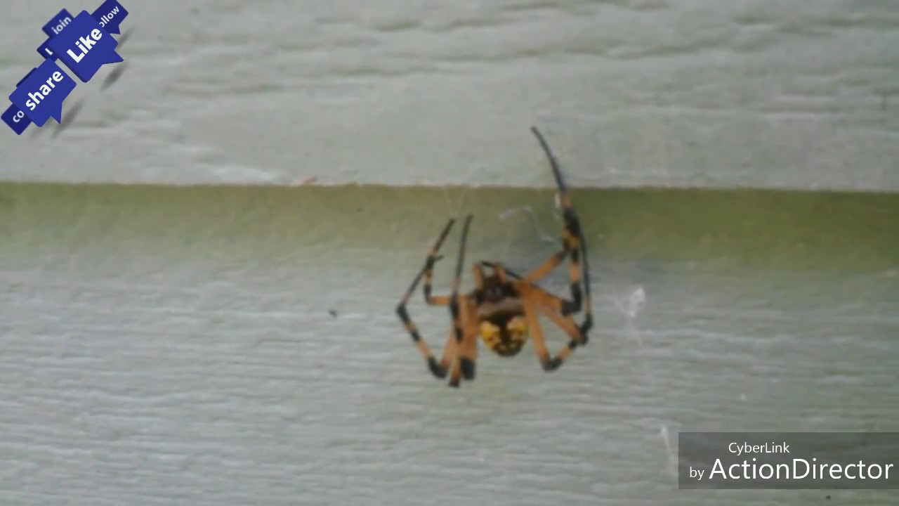 Garden spider is on drugs! Everyday vlog #37 - YouTube