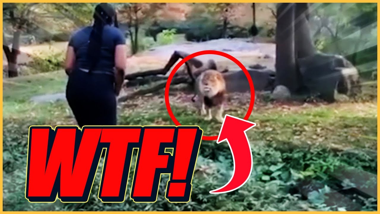 TOP 10 CRAZIEST Zoo Encounters! - YouTube