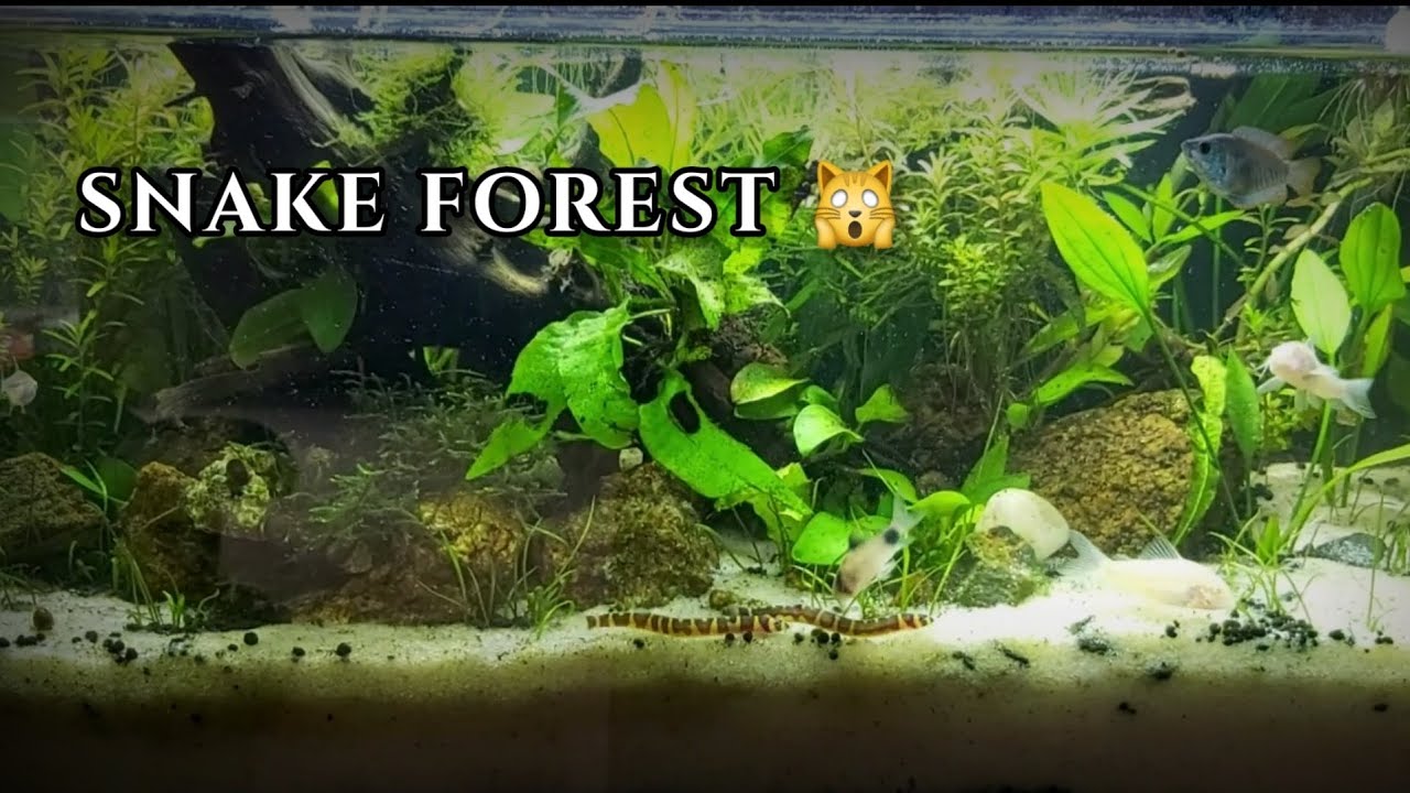 SNAKE FOREST 🙀 | Day #32 | Low Tech Planted Aquarium | DIY CO2 | First ...