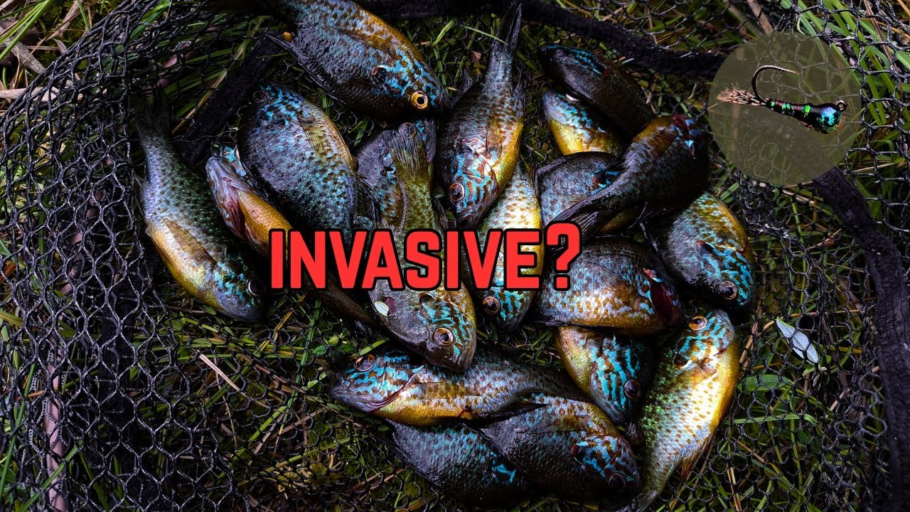 Invasive Sunfish Catch & Cook in Southern Finland - YouTube