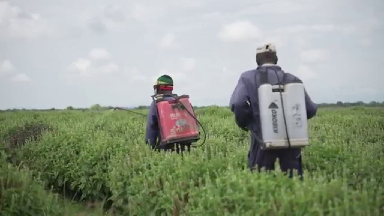 Obtala Resources Magole Farm Morogoro Tanzania - YouTube