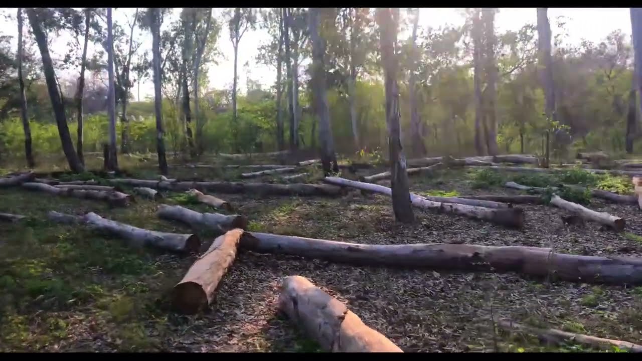 Deforestation video | | trees cut down in forest #deforestation - YouTube