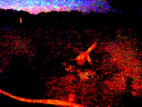 the scream'in hog - YouTube