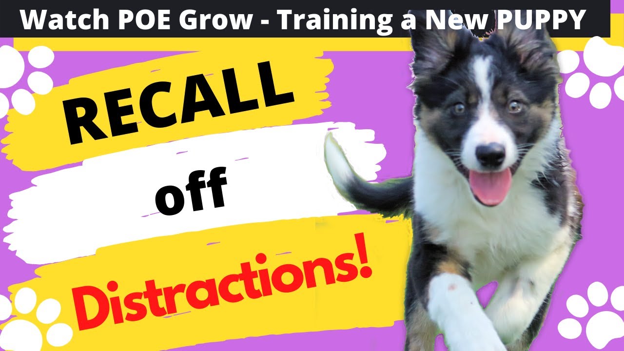 - Watch POE Grow - The life and Training of a Competition Puppy - YouTube