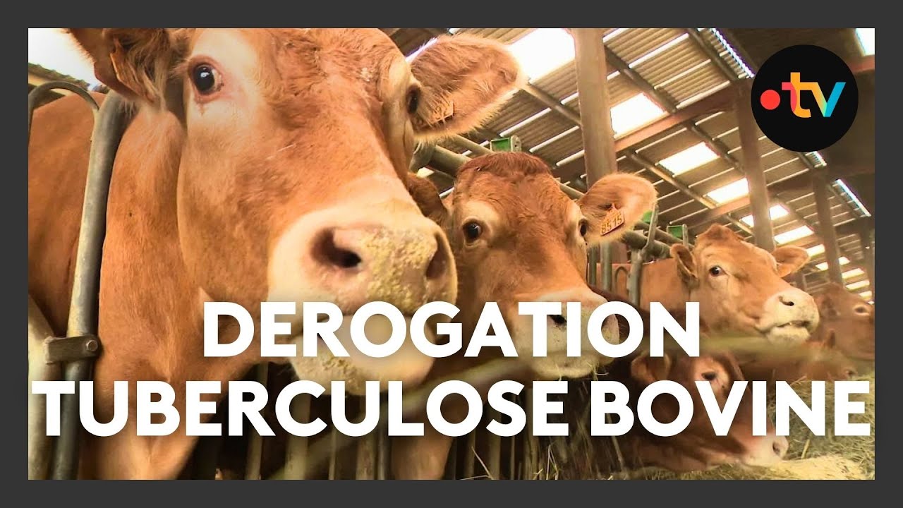 Tuberculose bovine : une dérogation possible pour les éleveurs - YouTube