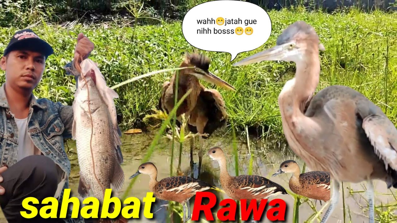 Sebelum main ke sawah,Burung belibis dan cangak ulo nya minta jatah ...