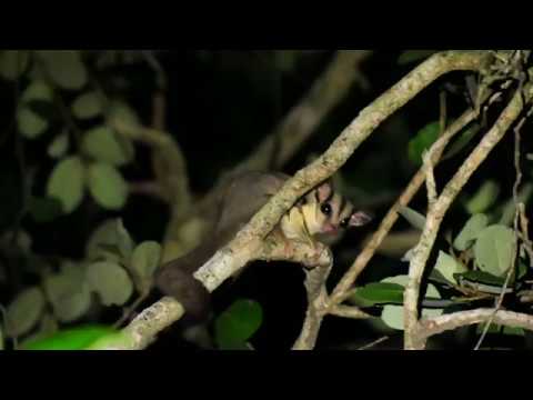 Northern Glider / Lambalk Glider (Petaurus breviceps ariel) - YouTube