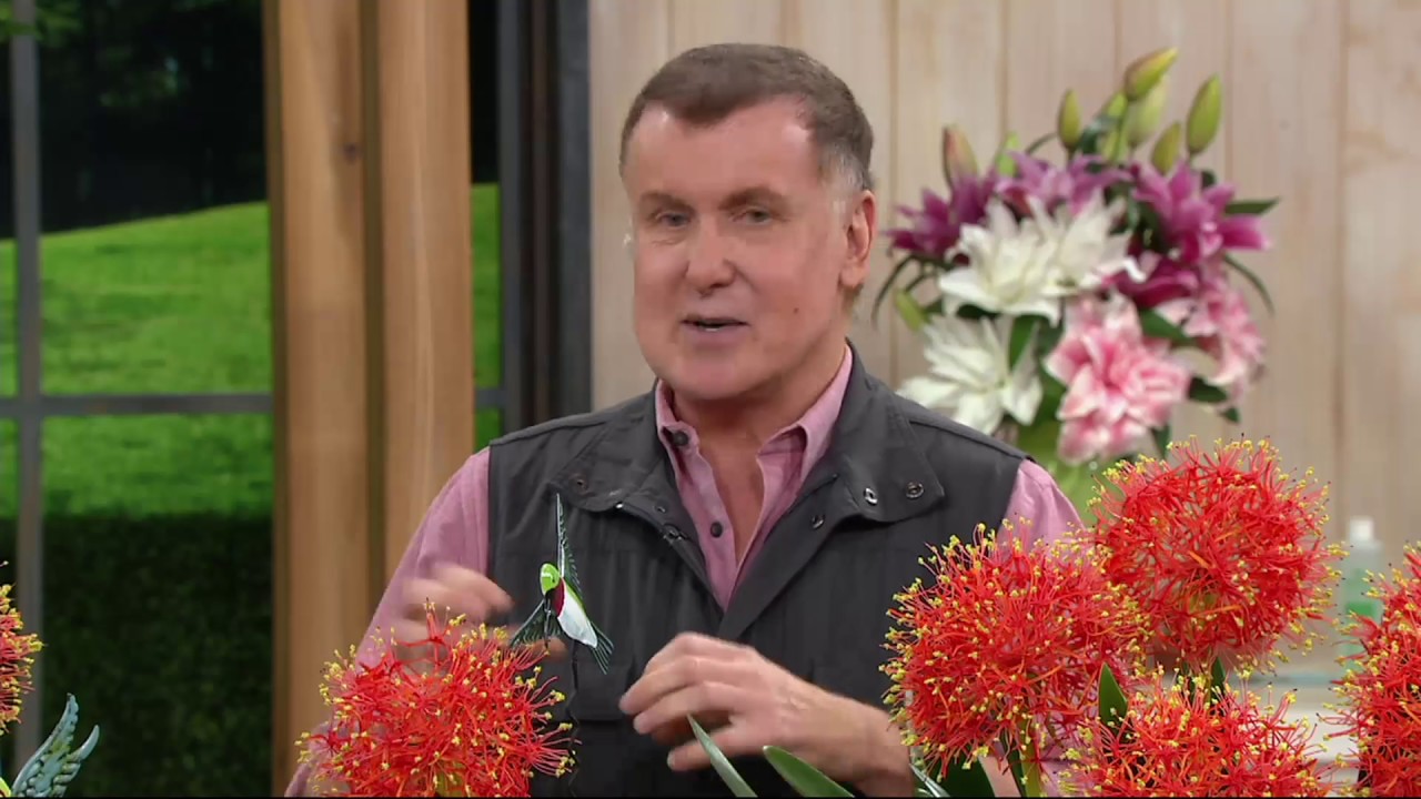 Roberta's 5-piece Exotic Starfire Lilies on QVC - YouTube
