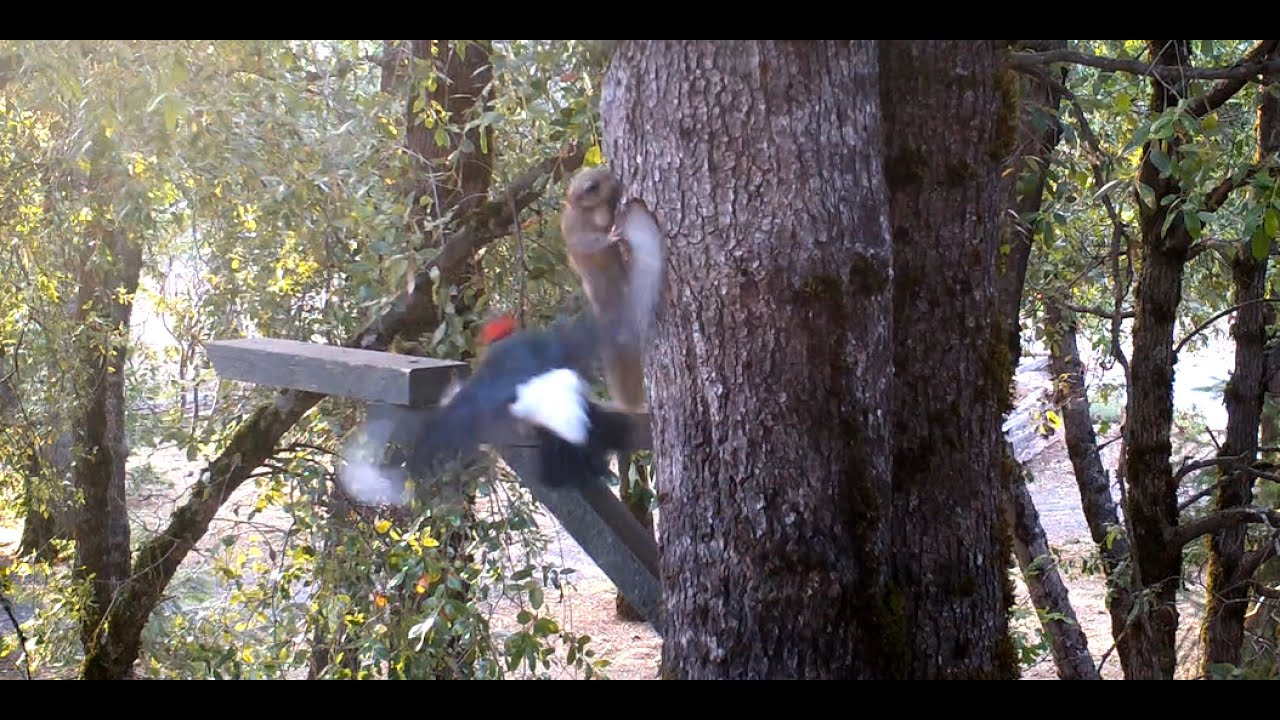 Rocket Squirrel versus Acorn Peckers - YouTube