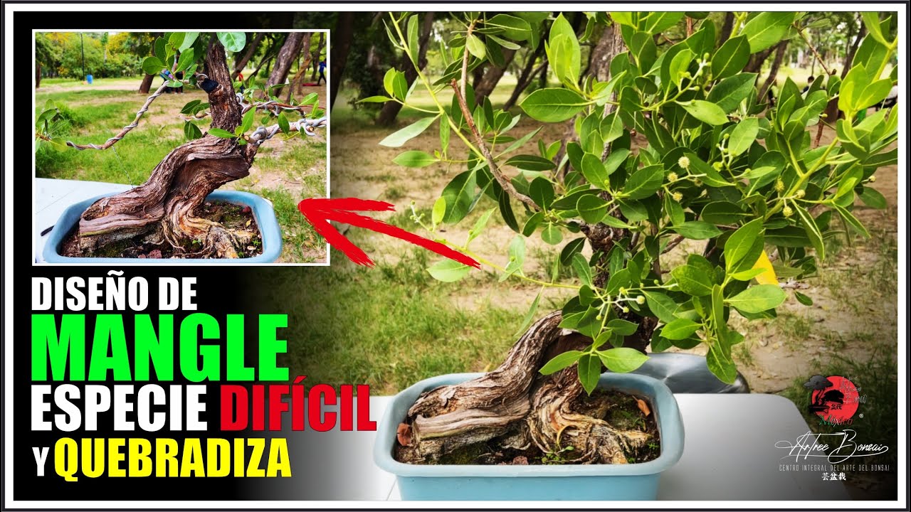 🌳DISEÑO de MANGLE BONSAI | #ClubArTreeBonsai - YouTube