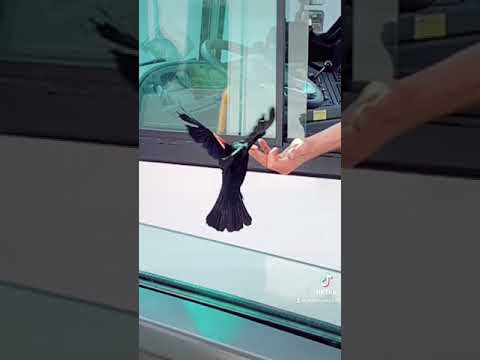 Birds grabbing food from hand - YouTube