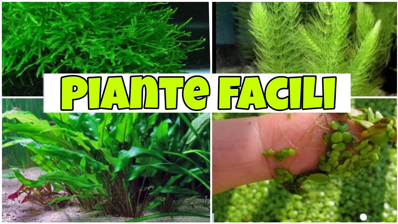 Le 10 Piante Per Acquario Più Facili In Assoluto Per I Principianti 🌿 Acquariopiante Ryukin