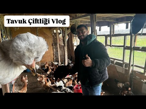 TAVUK ÇİFTLİĞİ GÜNLÜKLERİ 
