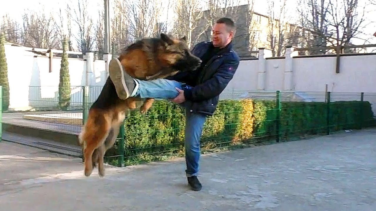 Smart and obedient Grand. Male long-haired German Shepherd 1 year and 8 ...