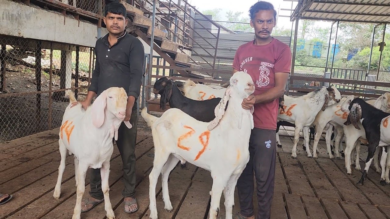 Cross Breeding Goats Karane Ke Kya Fayda | Beautiful Colour Goats ...