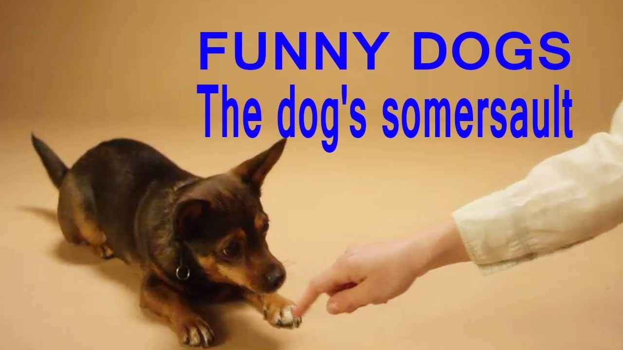 Funny dog/The dog's somersault/Funniest animals/Funny animal-ANIMALS ...