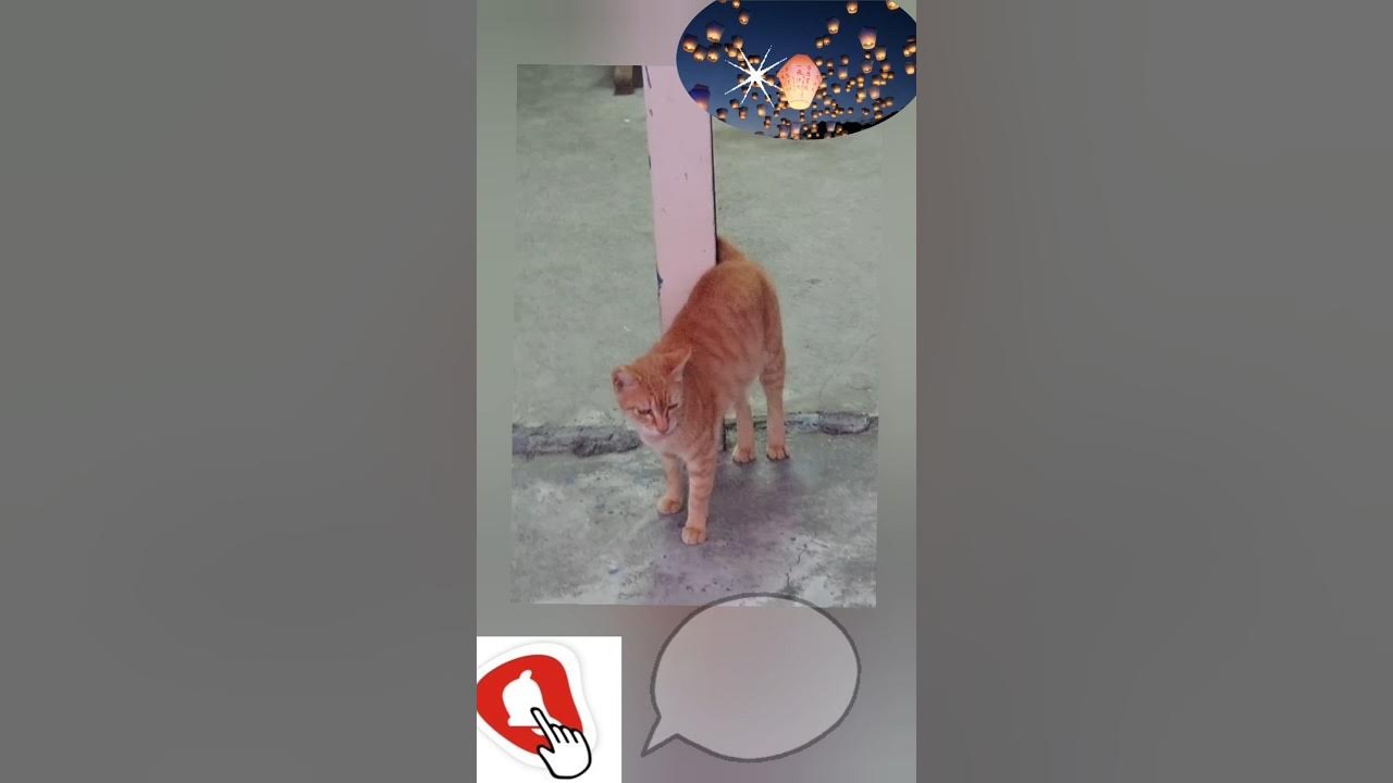 貓力發電 Cat Power Generation 猫発電 貓咪想要發電🙀Cat wants to generate electricity ...