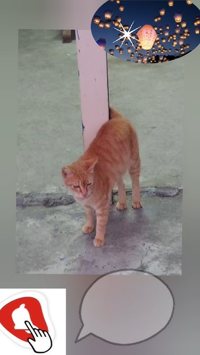 貓力發電 Cat Power Generation 猫発電 貓咪想要發電🙀Cat wants to generate electricity ...