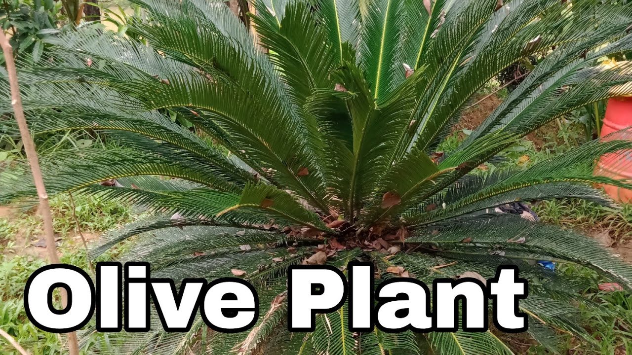 OLIBO PLANT | CYCAS PALM TREE NASA BAKURAN LANG | ATE MERCY VLOG ...