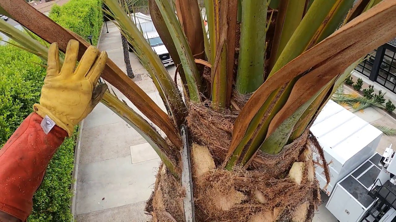 Date Palms Trees Trim Del Mar CA YouTube Date Palms Trees Trim Del Mar CA YouTube