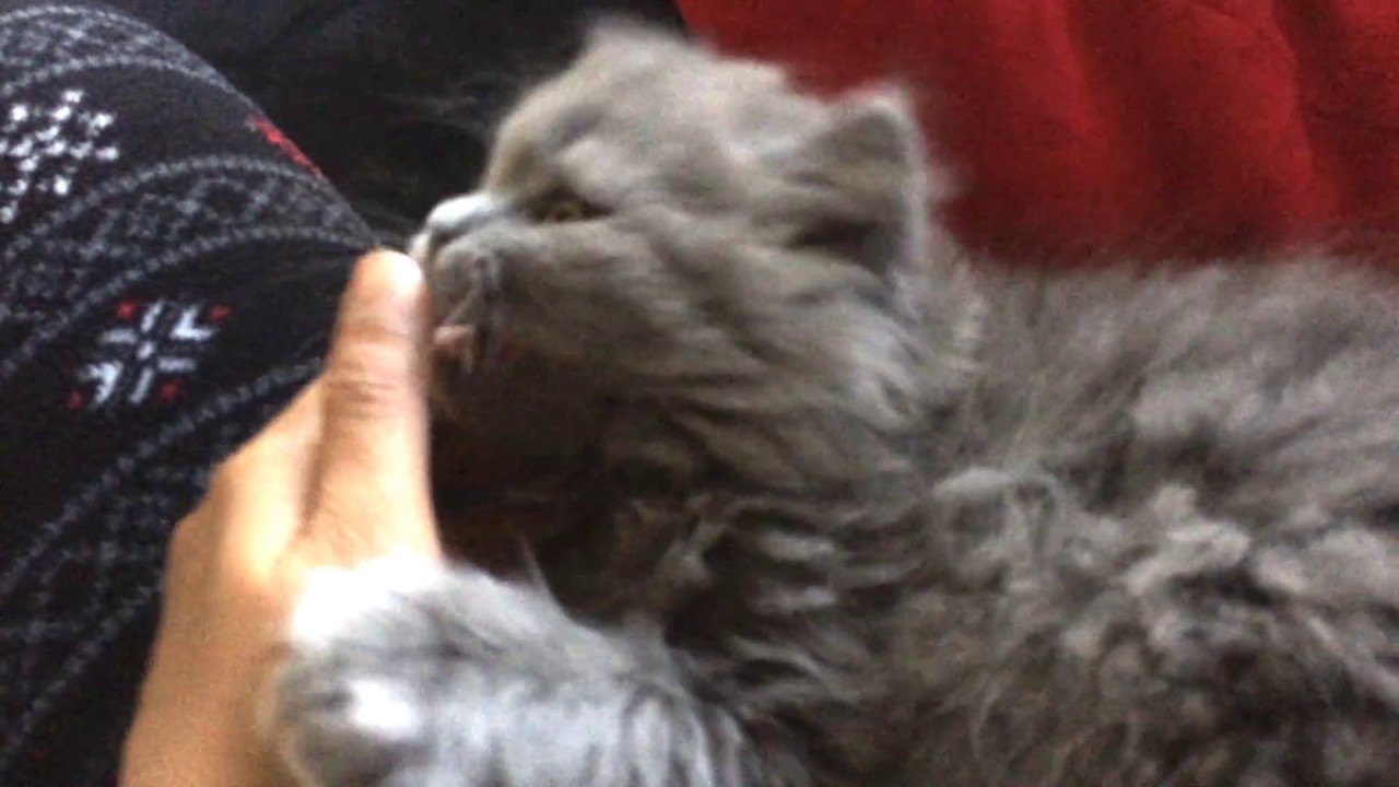 Cute kitten getting belly rub! - YouTube