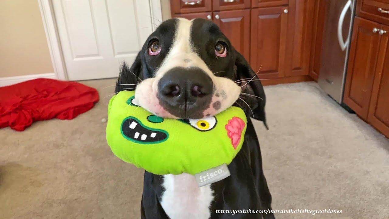 Funny Great Dane Can't Decide - Play With Her Toy Or Pester The Cat ...