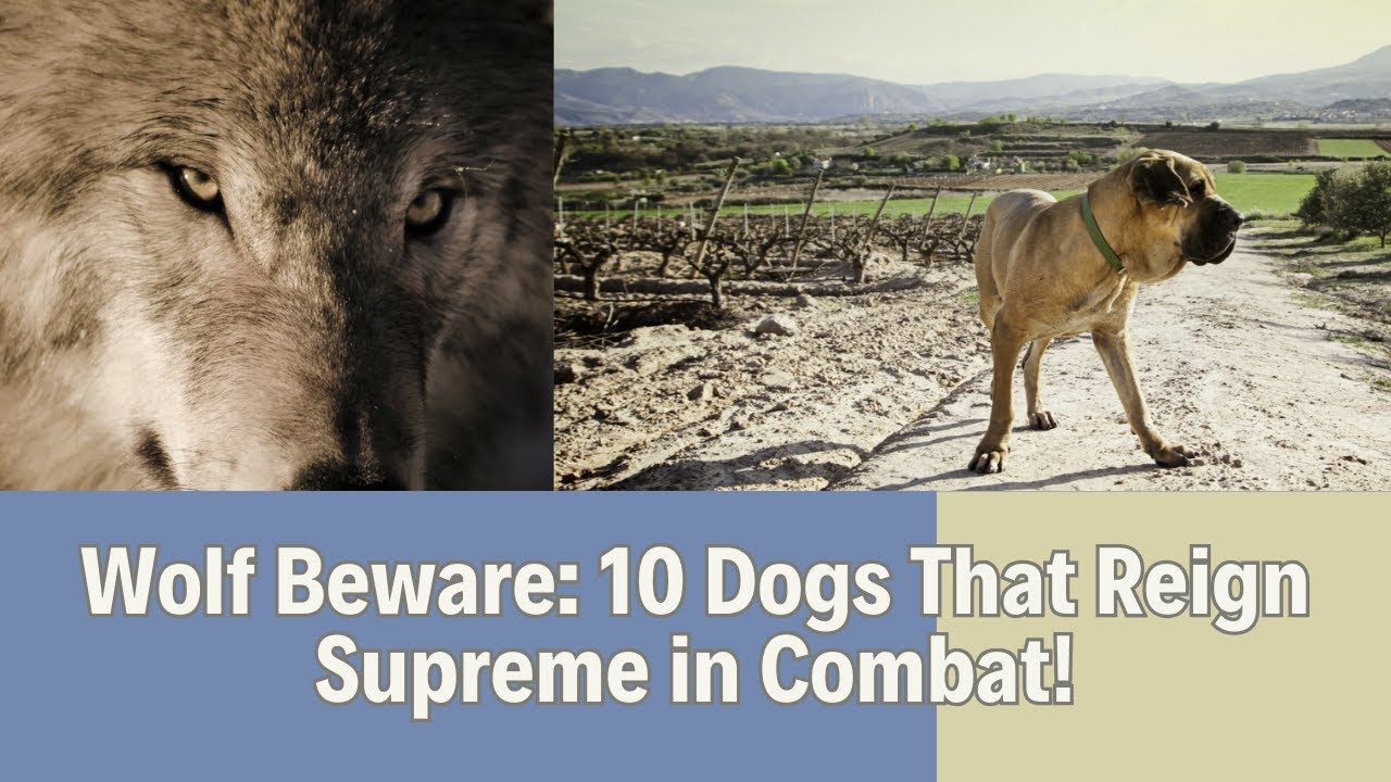 10 Dog Breeds That Can Defeat a Wolf in a Fight - YouTube