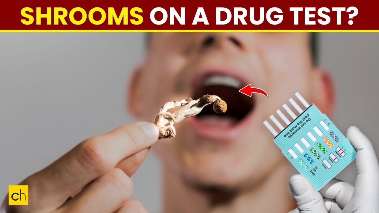 Do shrooms show up on drug test : Expert Reveals Surprising Truth About ...