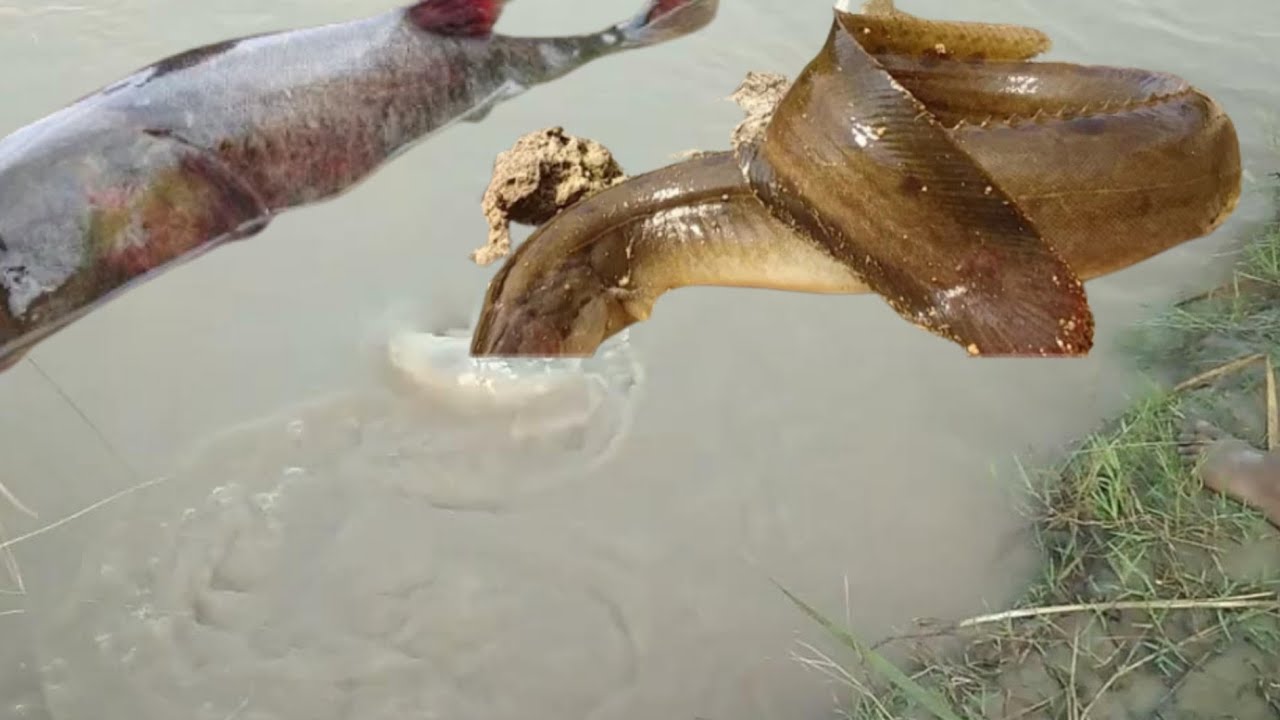 best village fishing video|| local fishing video 🔥🔥 amazing fish ...