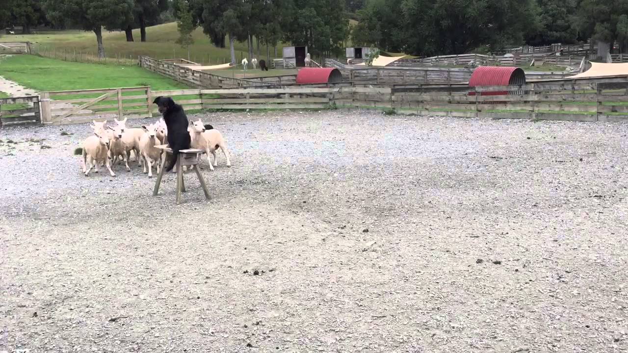 Sheepworld. No. 1 - YouTube
