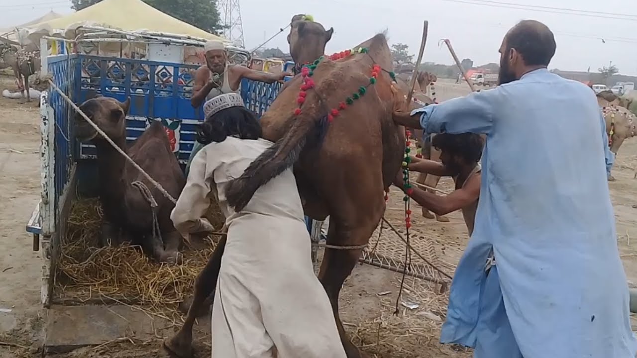 Exclusive Angry Camel Loading Video | Camel of Loading @Animal Hub ...