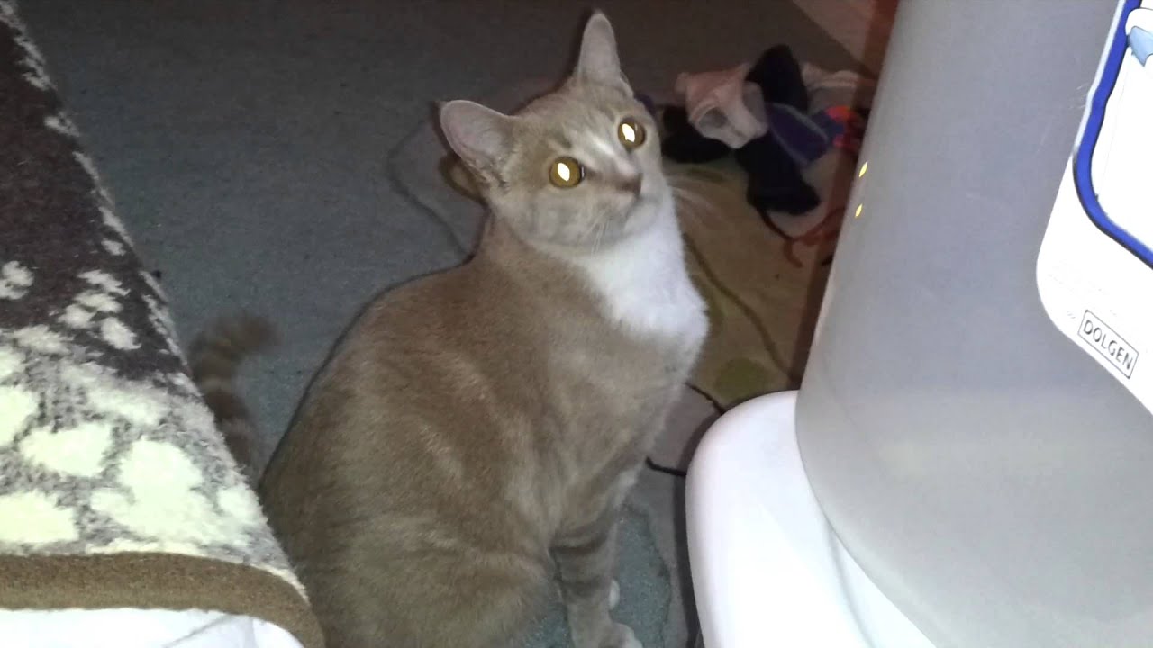 me & kitty sensing, & hearing something strange. - YouTube