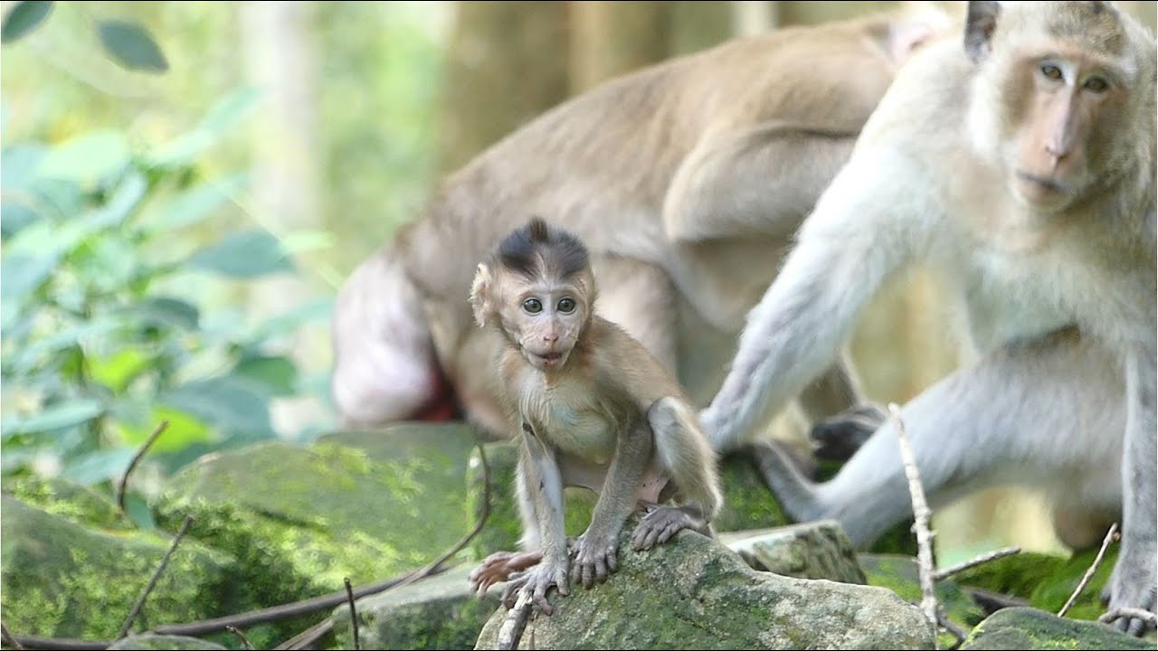 King Monkey Sankra Lead Amari Troop But Not Aggressive With Member ...