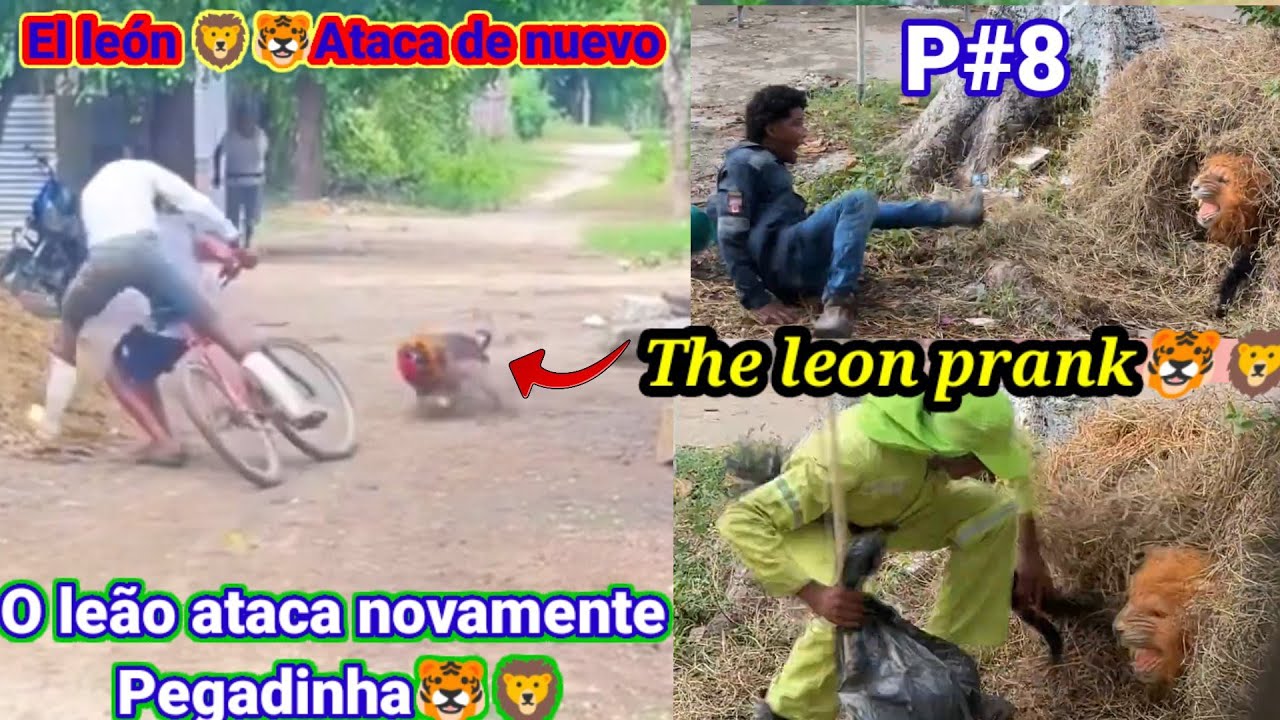 El león ataca de nuevo / O leão ataca novamente Pegadinha /The lion ...
