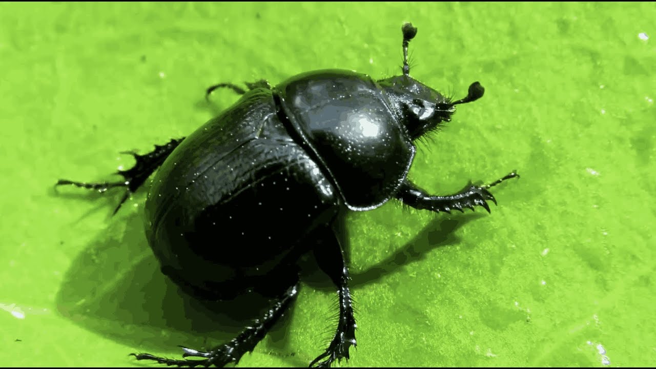 Relaxing Beautiful Birds & Insects | Pure Nature | Stress Relief ...