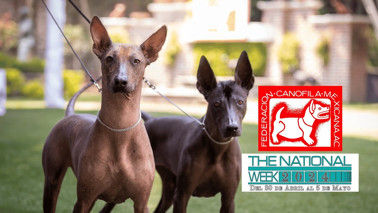 Xolo - The National Week CDMX - YouTube
