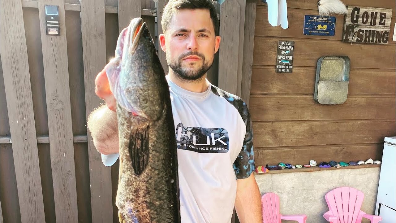 Giant Snakeheads Smashing Frogs! - YouTube