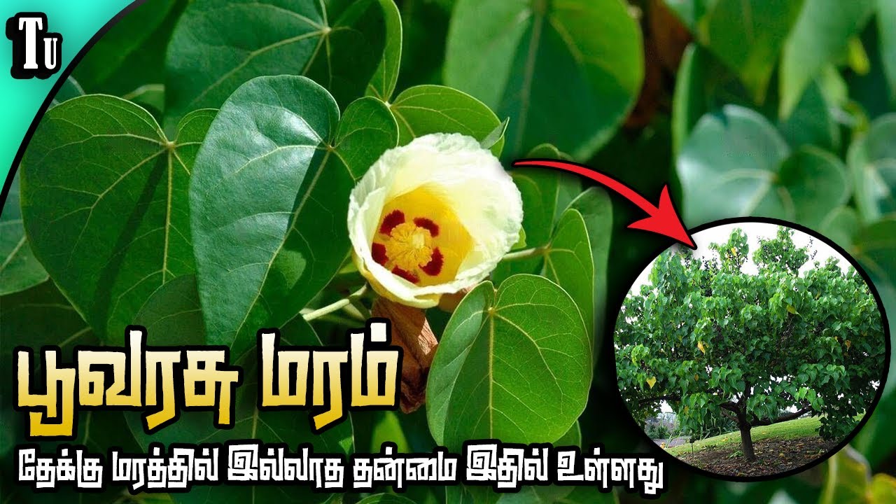 இந்த விஷயத்தில் தேக்கு மரத்தை விட சிறந்தது பூவரசு மரம் | poovarasu ...