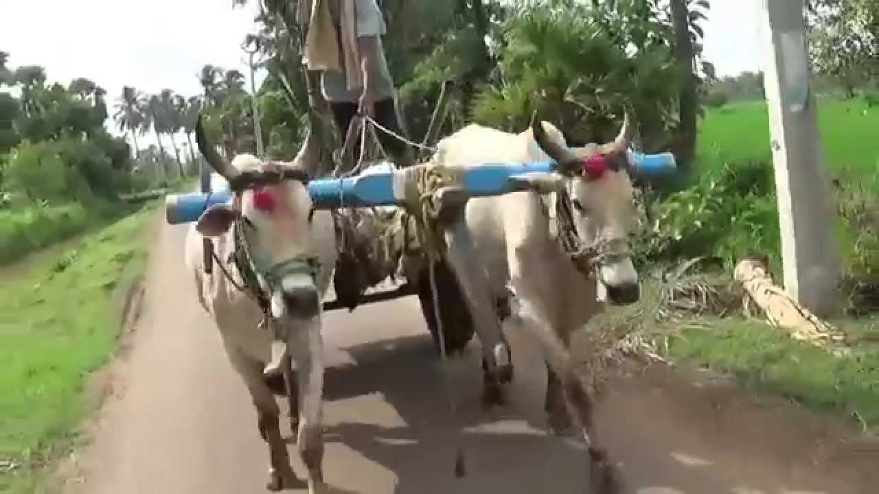 Ox Cart Animal Vehcles for Ride | Bulls ride Vehcle - Edlabandi | Ox ...