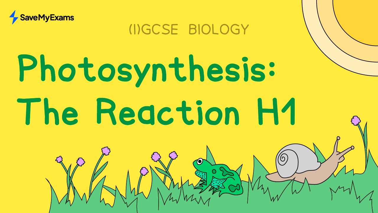 Photosynthesis The Reaction H1 | GCSE Biology & IGCSE Biology Revision ...